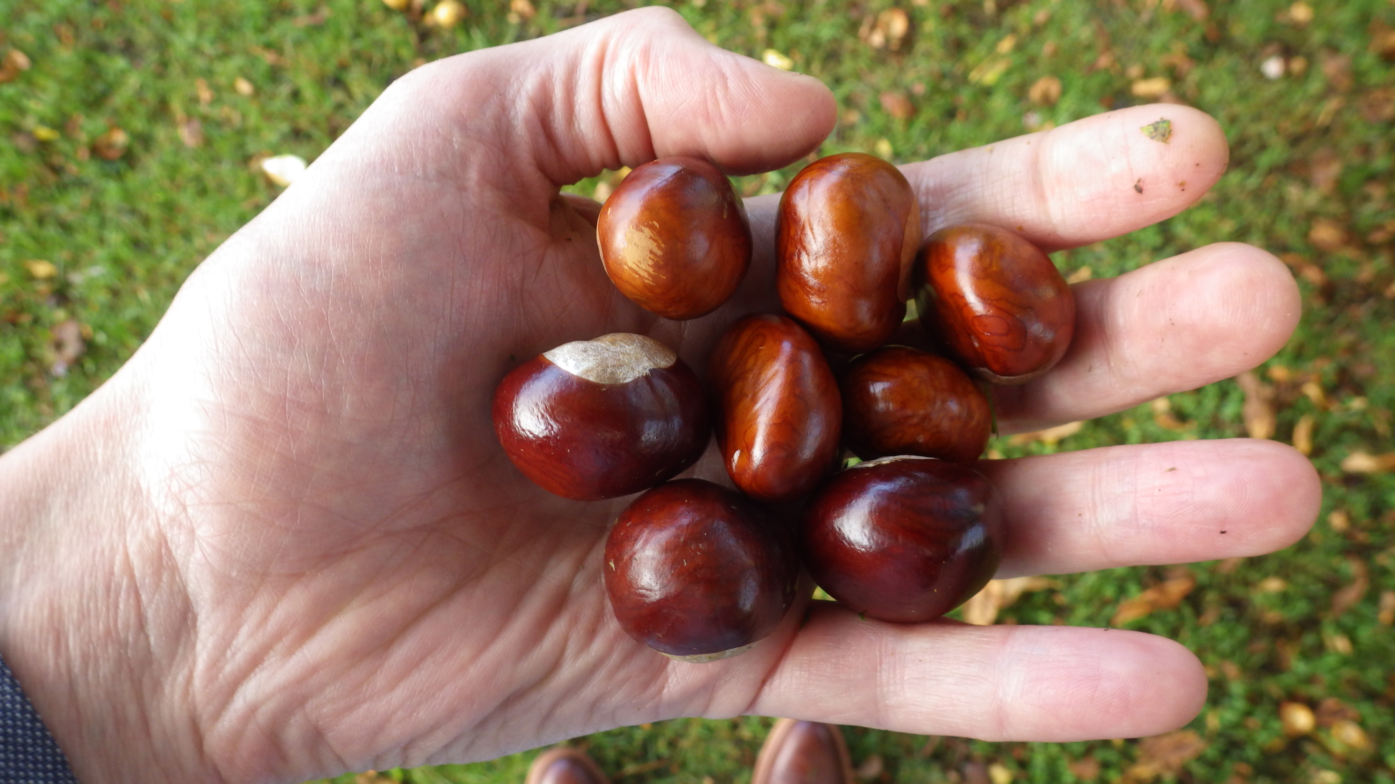 Are conkers getting smaller? | Trees In Space